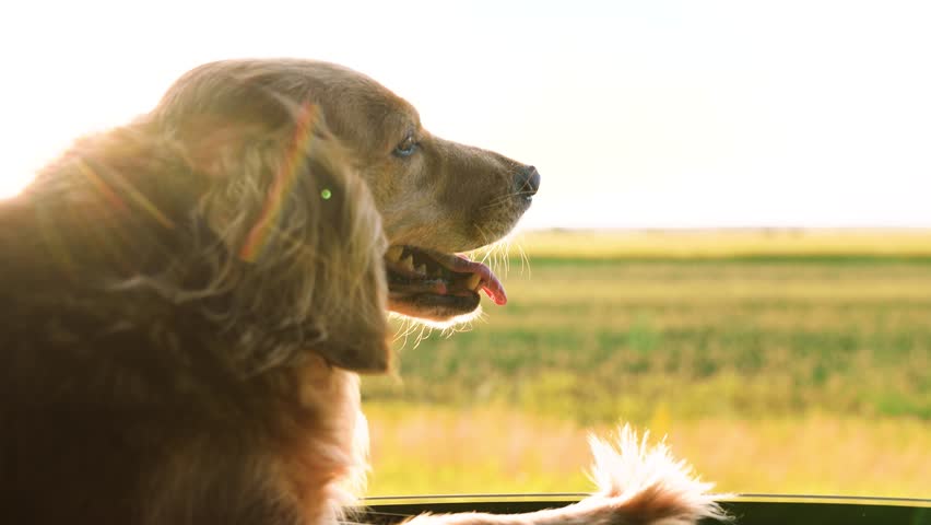 Dog Woof Stock Footage ~ Royalty Free Stock Videos | Pond5