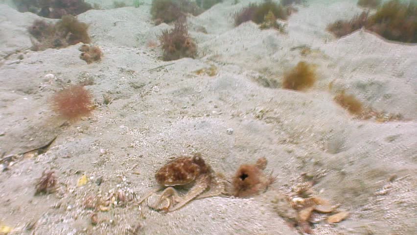 Octopus Fleeing Camera Squirting Ink Stock Footage Video (100% Royalty ...