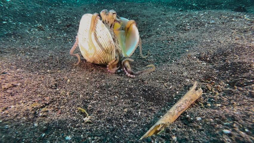 6,111 Clam Shell Videos