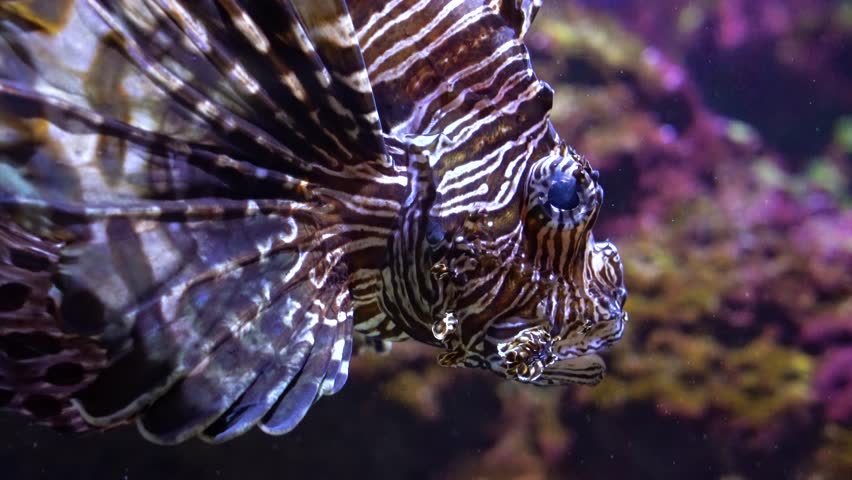 3,508 Tiger Fish Stock Video Footage - 4K and HD Video Clips | Shutterstock
