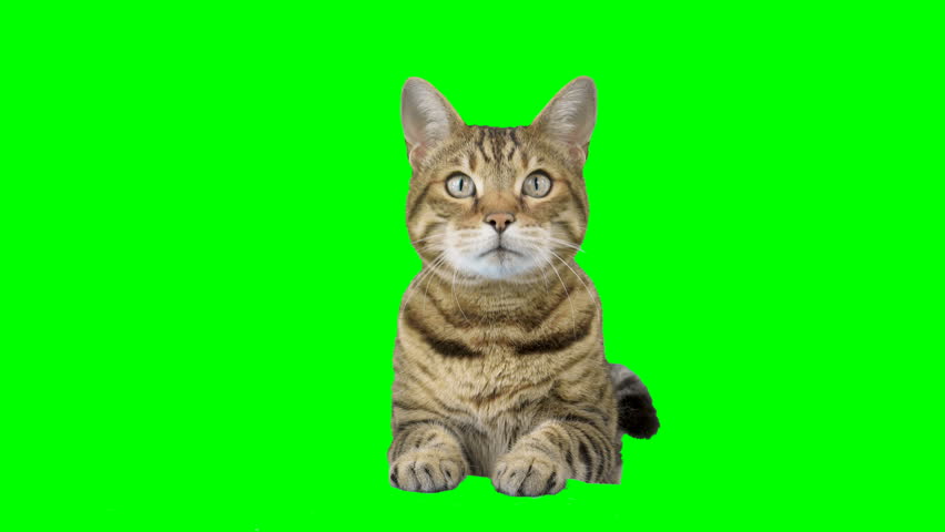 7,536 Cat Green Screen Videos