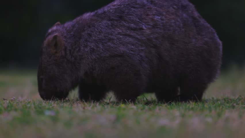 353 Wombats Stock Video Footage - 4K and HD Video Clips | Shutterstock