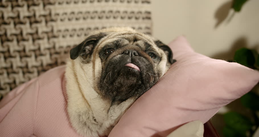 Sleepy french bulldog face super close-up he is winking with watery ...