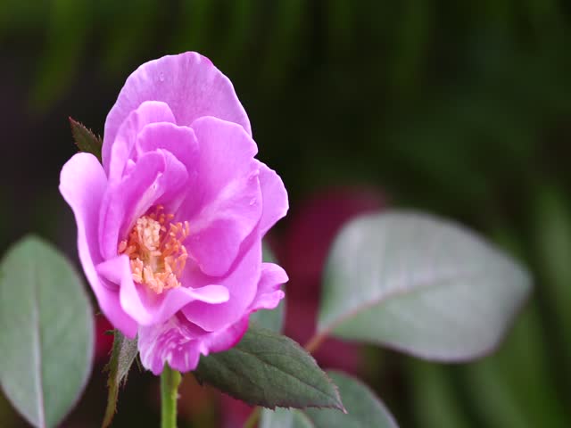 Flowers Blooming Videos: 4K and HD Video Clips for Download