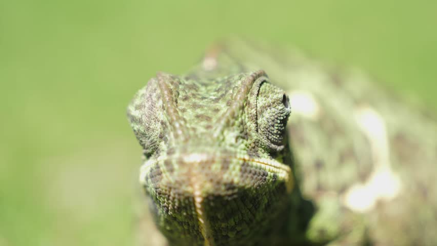 LIZARDS-FRONT-VIEW Footage, Videos and Clips in HD and 4K - Avopix.com