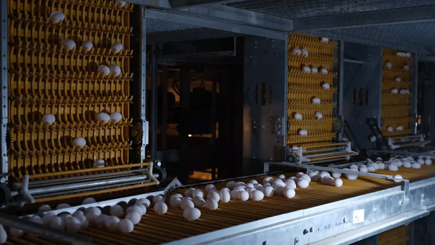 EGG-COLLECTION Footage, Videos and Clips in HD and 4K - Avopix.com