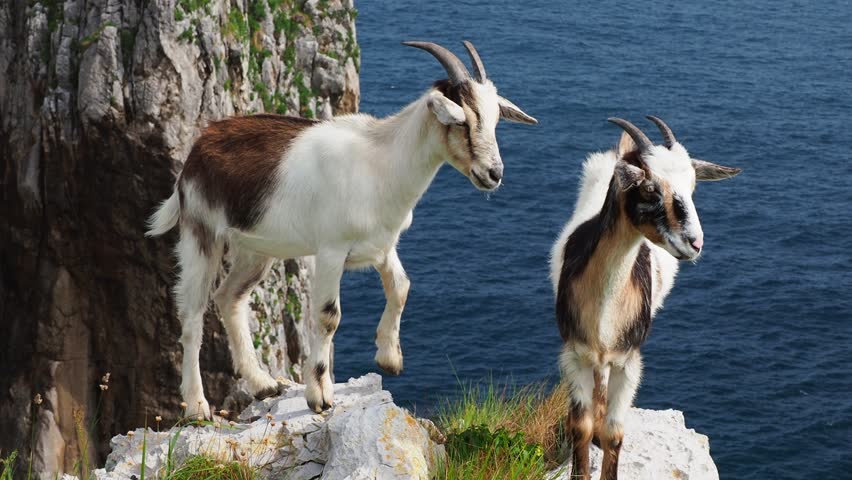 398 Goat Transparent Stock Video Footage - 4K and HD Video Clips ...