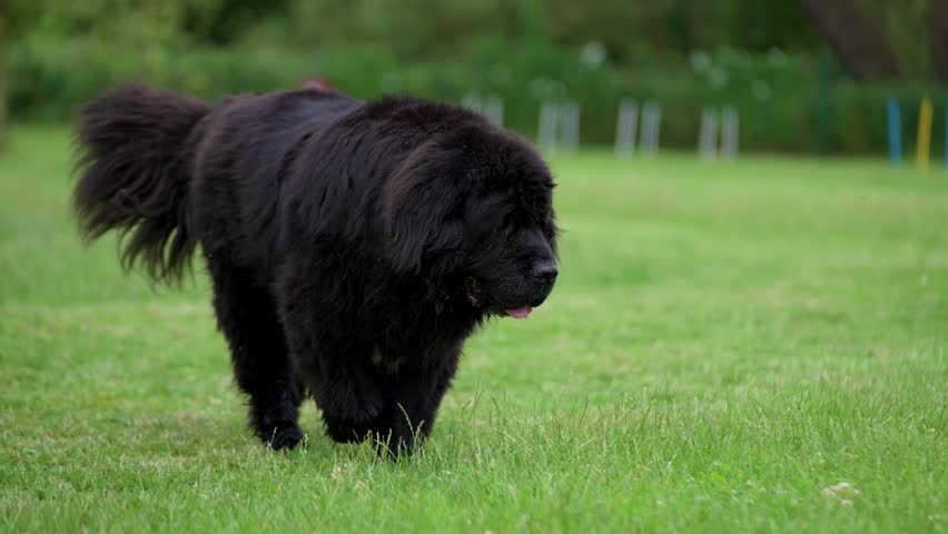 Newfoundland Flag Stock Video Footage | Royalty Free Newfoundland Flag ...