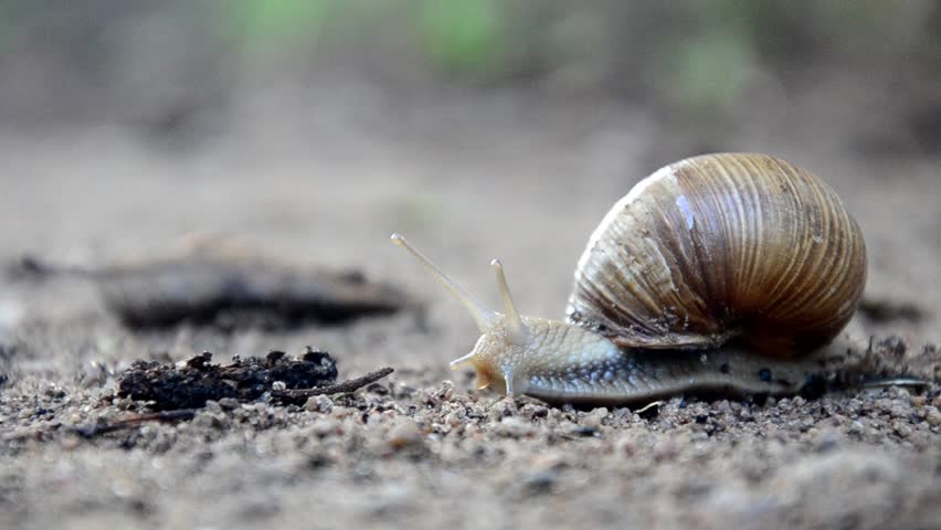 Macro of Beautiful Snail Crawling Stock Footage Video (100% Royalty ...