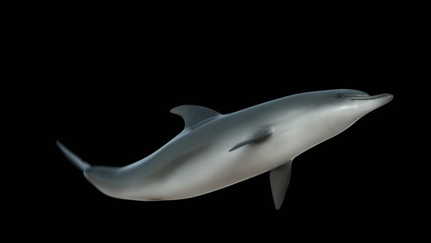 Dolphin Videos