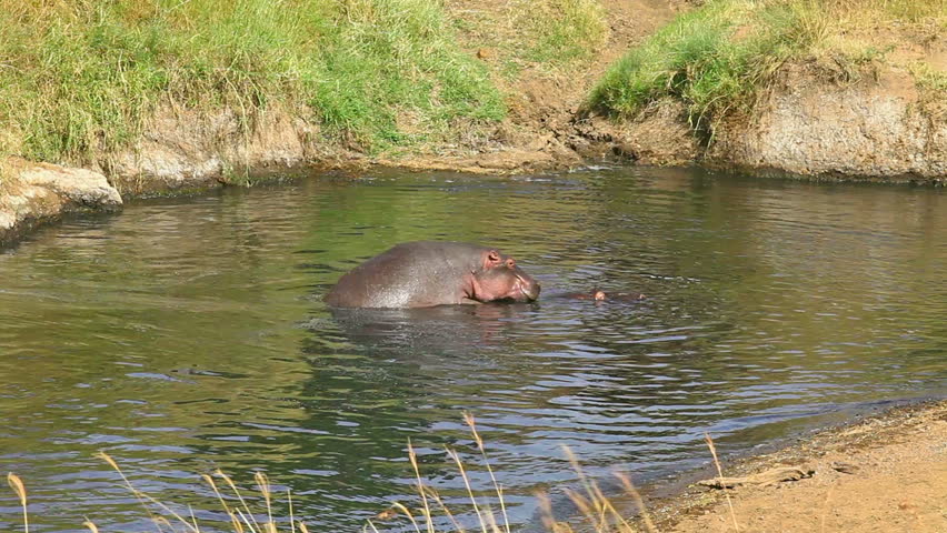 Hippopotamus Mating in the Water, Stock-video (100 % royaltyfri ...