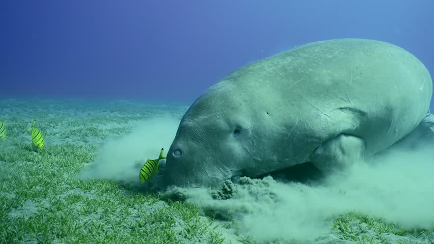 Sea Cow or Dugong (Dugong dugon) on seabed eating Smooth ribbon ...