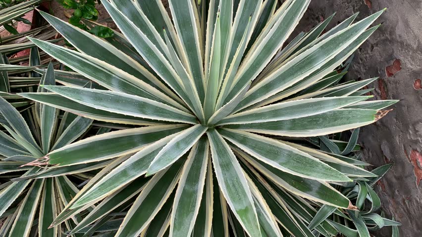 Tumbleweed Isolated Stock Footage ~ Royalty Free Stock Videos | Pond5