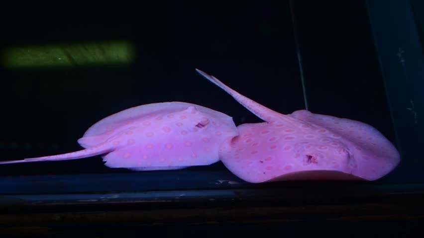 Sting Ray Stock Video Footage | Royalty Free Sting Ray Videos | Pond5