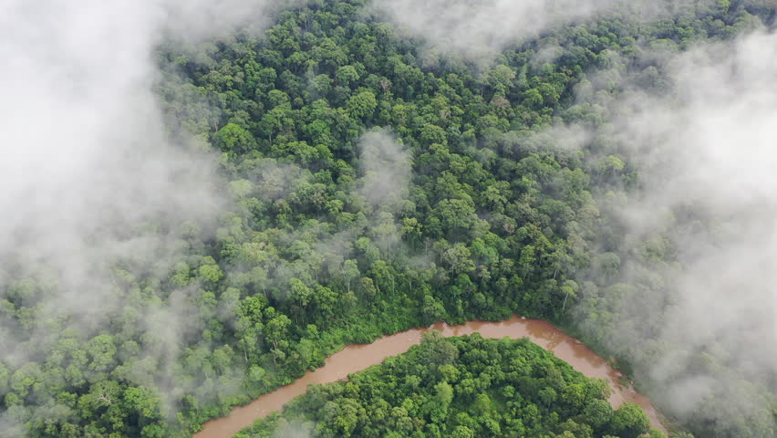 Free Rainforest Stock Video Footage: Download No Copyright Clips