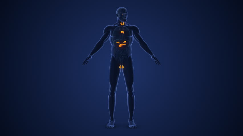 Endocrine System Stock Videos – Royalty-Free HD & 4K Videos | Pond5
