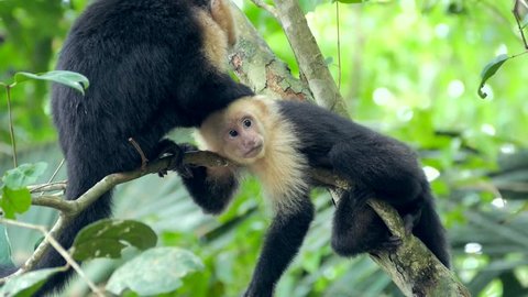 Whitefaced Monkeys Preening Stock Footage Video (100% Royalty-free ...