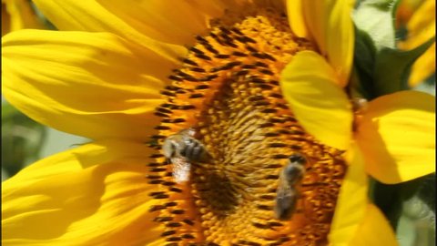 flying honey bee covered pollen collecting Stock Footage Video (100% ...