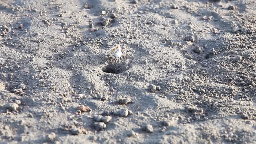 turtle puddle zoom Stock Footage Video (100% Royalty-free) 3753647 ...