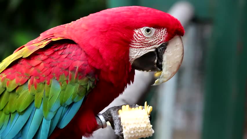 Red Macaw in Booking Iguazu Stock Footage Video (100% Royalty-free ...
