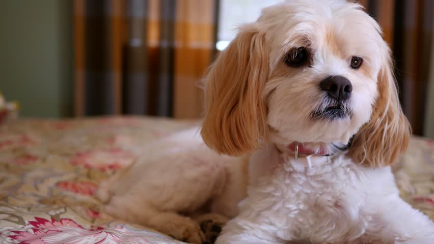 little dog cockapoo resting on bed Stock Footage Video (100% Royalty-free) 11143268 | Shutterstock