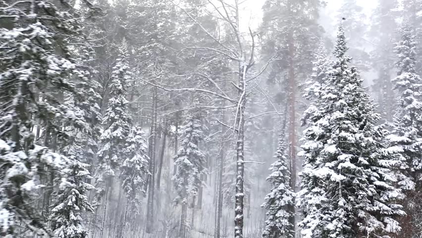 Beautiful Winter Forest in Blizzard. Stock Footage Video (100% Royalty ...