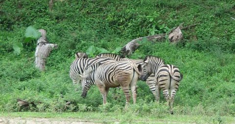 Zebra 4k Resolution Stock Footage Video (100% Royalty-free) 11151512 ...