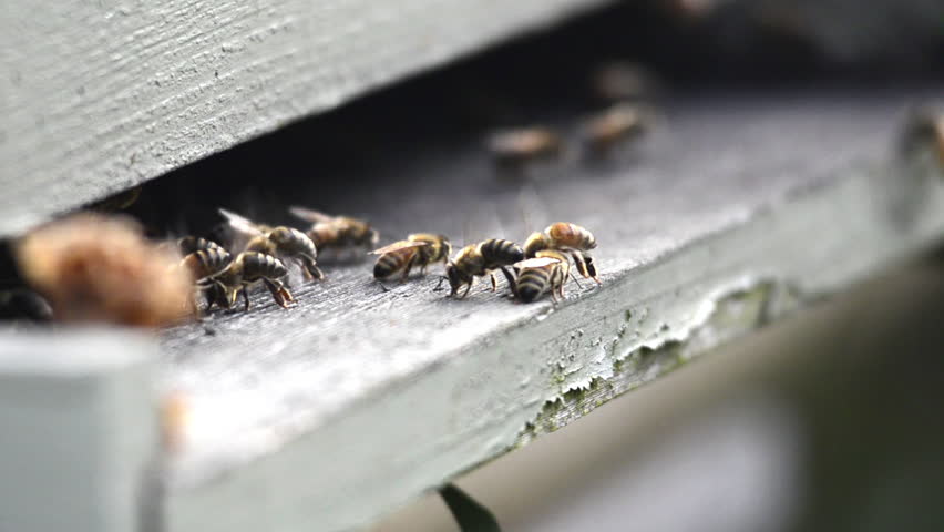 Bees Fan Their Wings to Stock Footage Video (100% Royalty-free ...