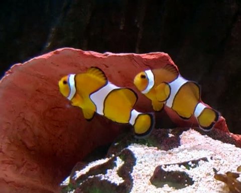 Two Clown Fish Playing Together Stock Footage Video (100% Royalty-free ...