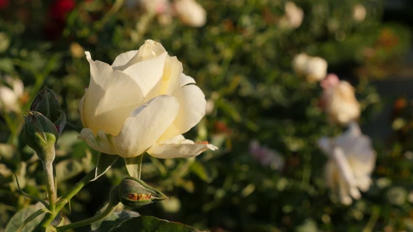 Natural White Rose Flowers Photos | Best Flower Site