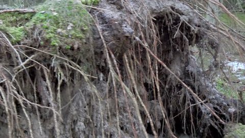 Uprooted Roots Spruce Trees Big Trees Stock Footage Video (100% Royalty ...