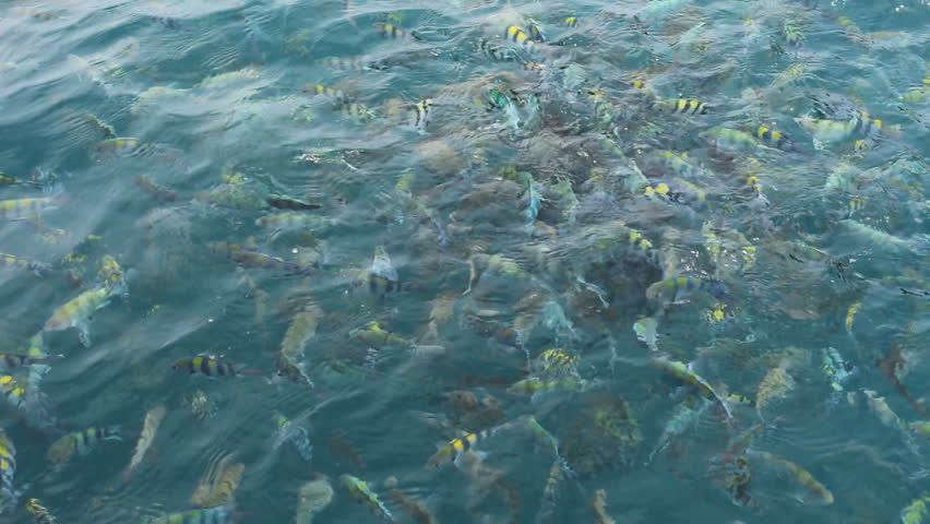 many fish Stock Footage Video (100% Royalty-free) 11203304 | Shutterstock