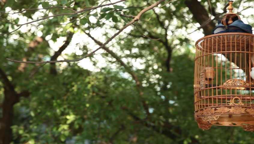 Bird Cage Hanging from a Stock Footage Video (100% Royalty-free ...
