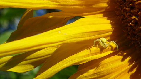 Crab Spider On Sunflower Stock Footage Video (100% Royalty-free ...