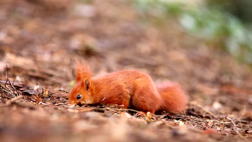 european red squirrel Stock Footage Video (100% Royalty-free) 1122433 ...
