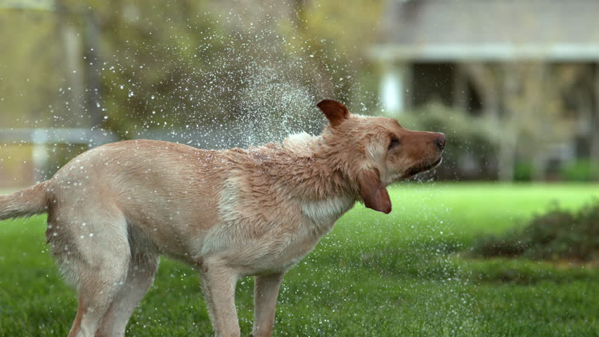 wet dog shaking off slow motion Stock Footage Video (100% Royalty-free ...