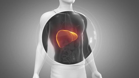 3d Animation Liver Anatomy Loop Stock Footage Video (100% Royalty-free ...