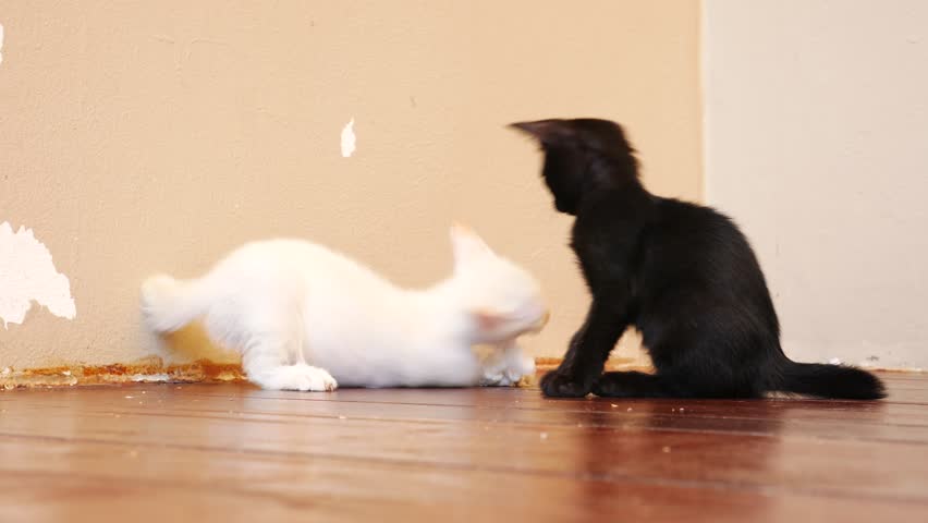 Cute Cats Playing Together Stock Footage Video (100% Royalty-free ...