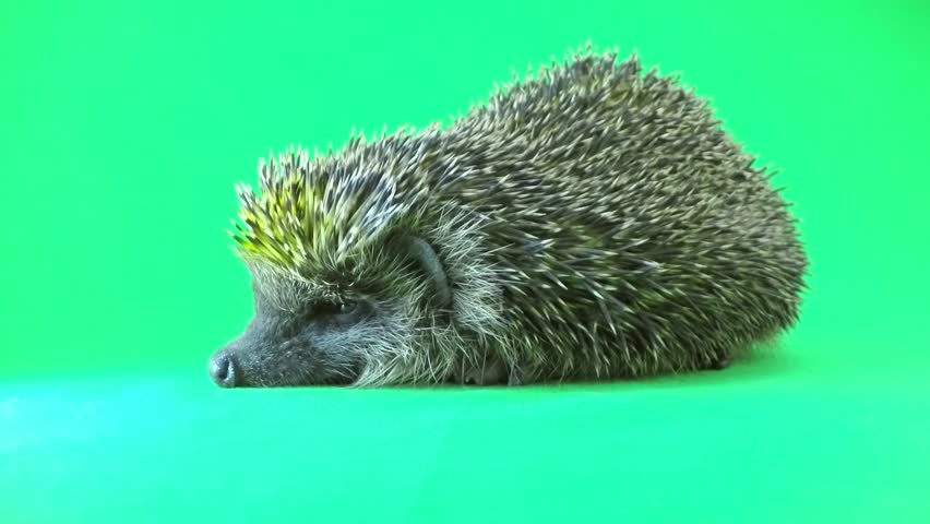 hedgehog on green screen Stock Footage Video (100% Royalty-free ...