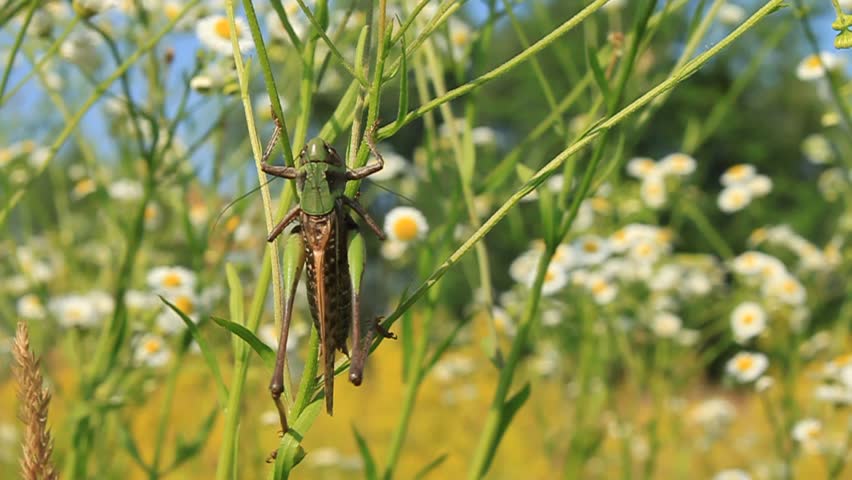 Big Green Locust Stock Footage Video (100% Royalty-free) 1129810 ...