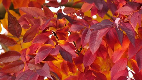Fiery Foliage Gentle Fall Breezes Sway Stock Footage Video (100% ...