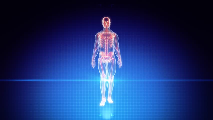 x-ray scan full body human muscles Stock Footage Video (100% Royalty ...