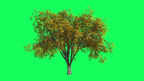 Olive Tree Vector Illustration Hand Drawn Stock Vector (Royalty Free ...