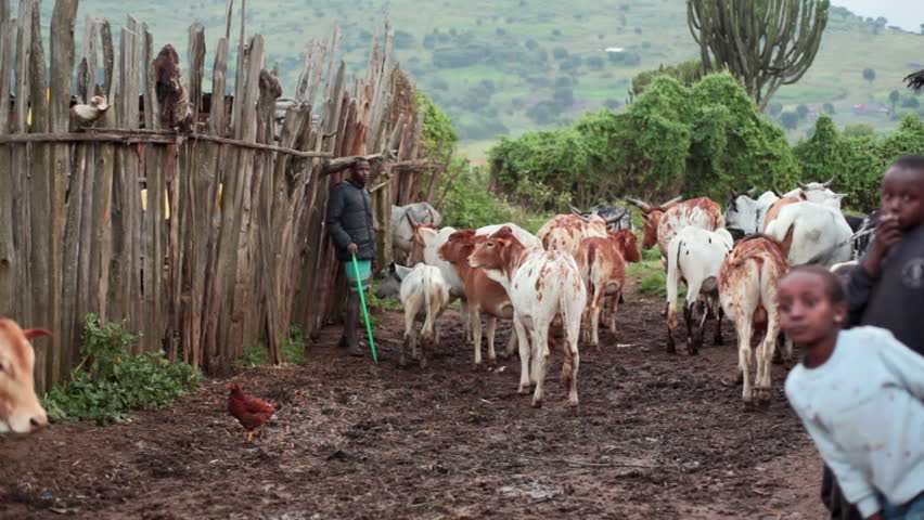 kenya - circa july 2013 cattle Stock Footage Video (100% Royalty-free ...