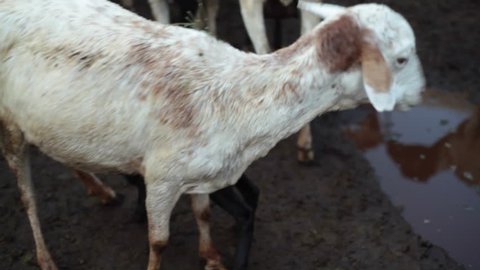 Dirty Goats Sheep Poor Village Goat Stock Footage Video (100% Royalty ...