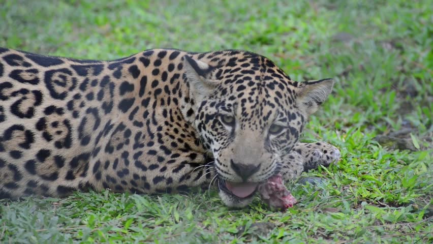 Young Jaguar Eating His Pray Stock Footage Video (100% Royalty-free ...