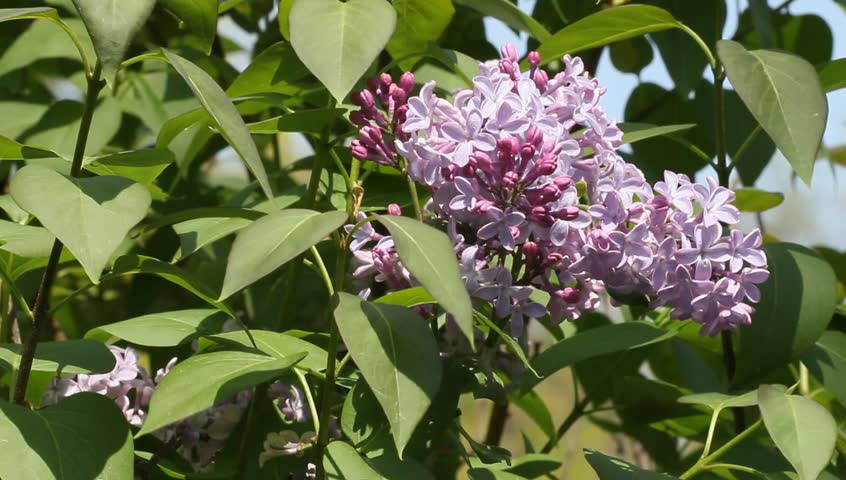 pretty blooming lilac bush Stock Footage Video (100% Royalty-free ...