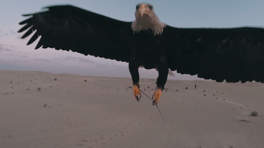 Eagle Flying Toward Camera in Stock Footage Video (100% Royalty-free ...