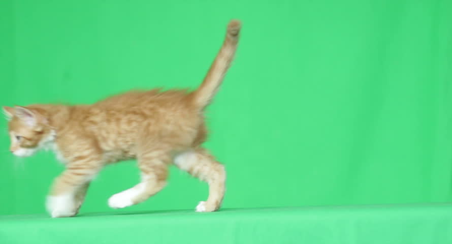 Cat Walking On Green Screen Stock Footage Video (100% Royalty-free ...
