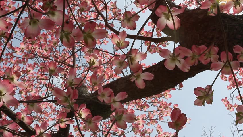 closeup pink dogwood tree branches beautiful Stock Footage Video (100% ...